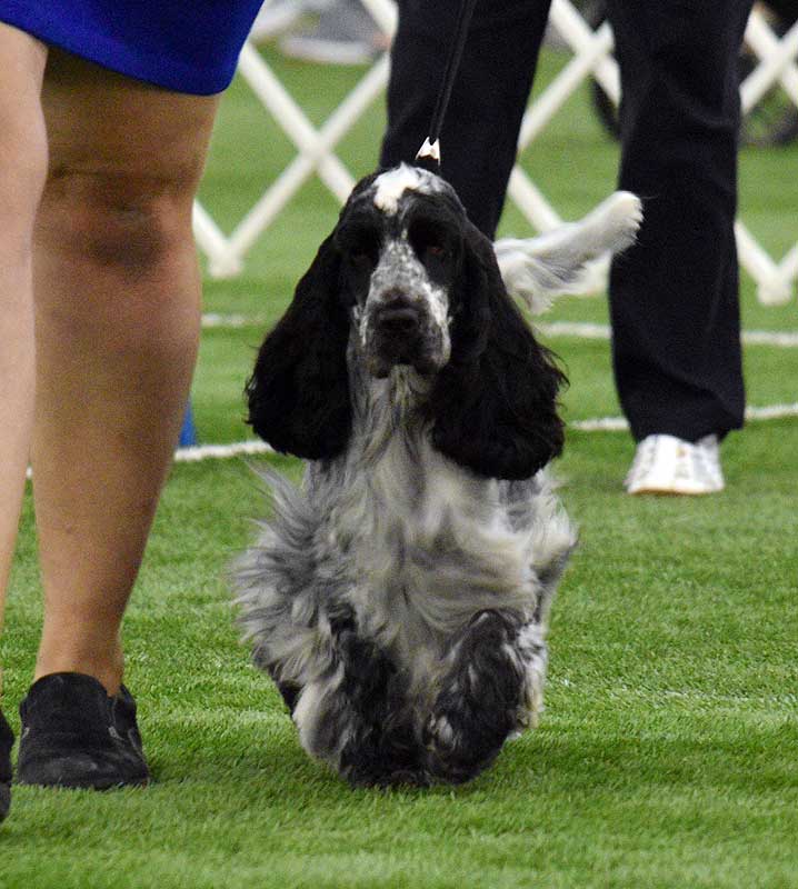 2022 Specialty - English Cocker Spaniel Club of Canada