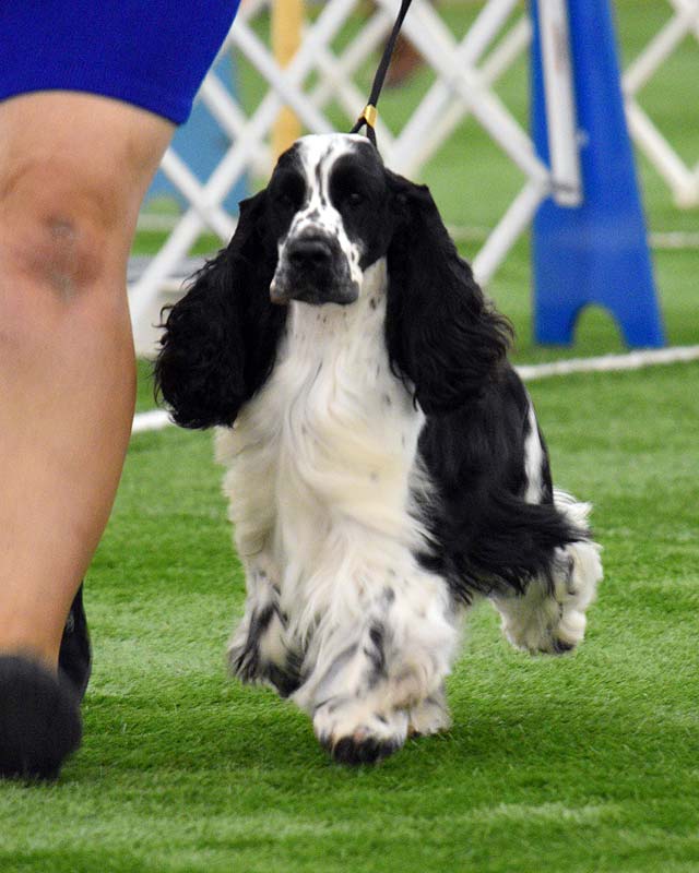 2022 Specialty - English Cocker Spaniel Club of Canada