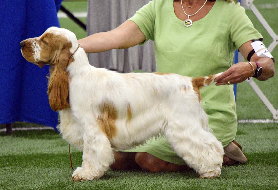 2022 Specialty - English Cocker Spaniel Club of Canada