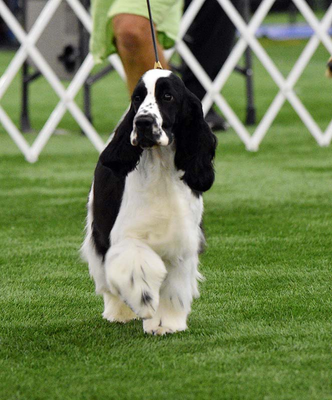 2022 Specialty - English Cocker Spaniel Club of Canada