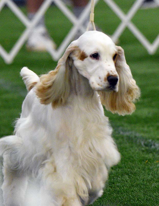 2022 Specialty - English Cocker Spaniel Club of Canada