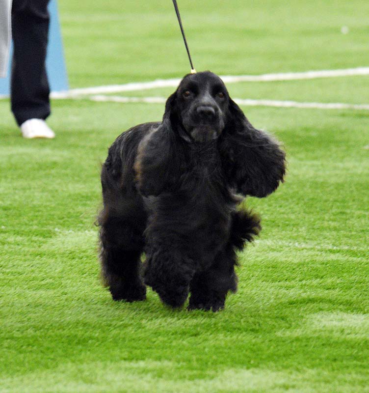 2022 Specialty - English Cocker Spaniel Club of Canada