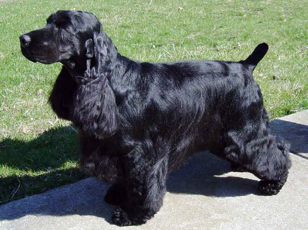 Conformation - English Cocker Spaniel Club of Canada