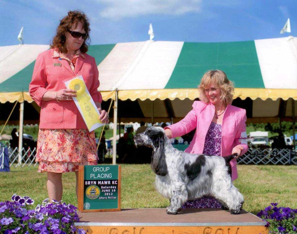 Conformation - English Cocker Spaniel Club of Canada